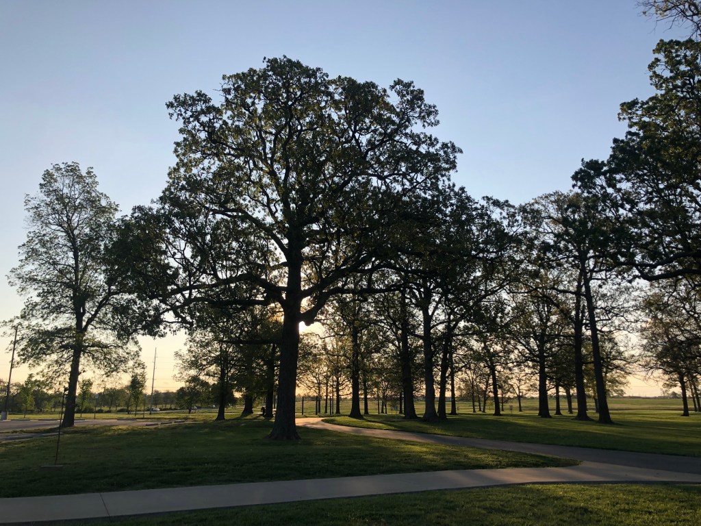 Behind the logo: Meet the post oak – Ozark Roots Native Plants